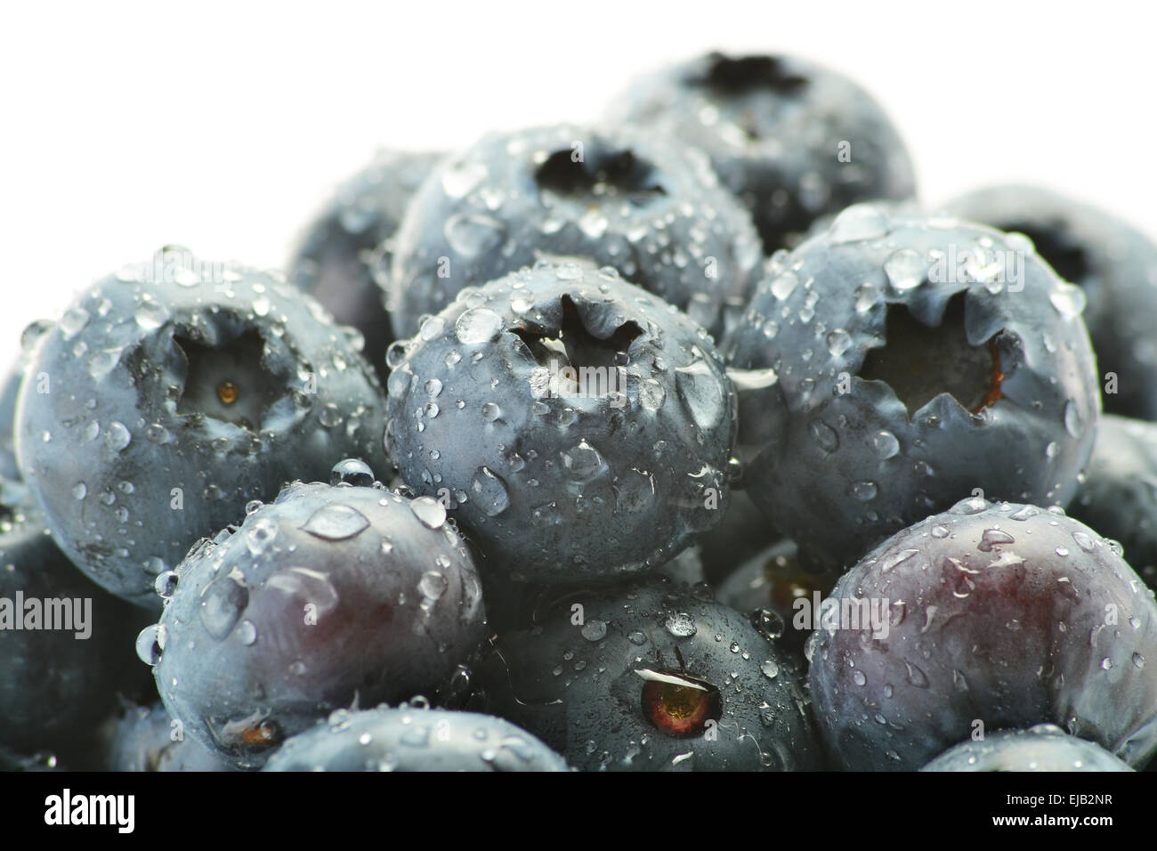 Northern highbush blueberry Stock Photo - Alamy