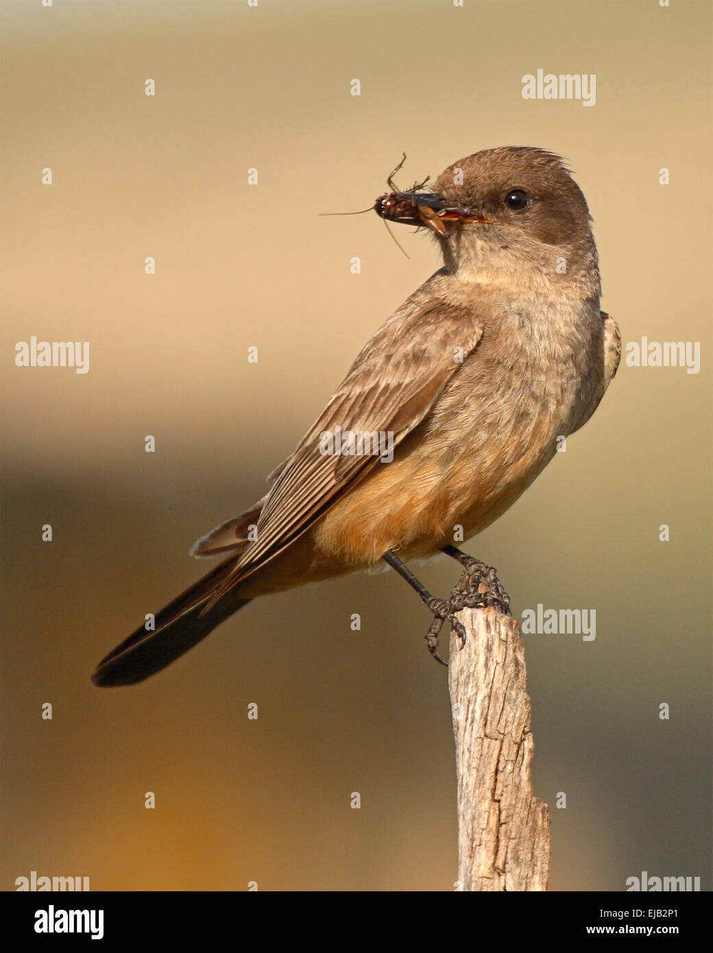 A Say's Phoebe looking back with a freshly caught cricket Stock Photo ...