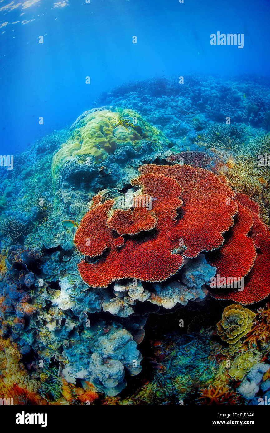 Underwater, wallpaper, vivid hi-res stock photography and images - Alamy