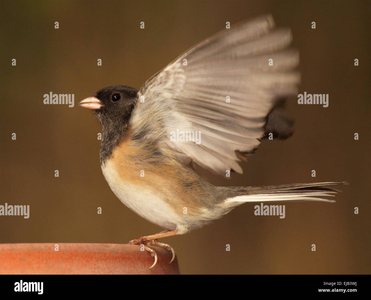 Flipping bird hi-res stock photography and images - Alamy