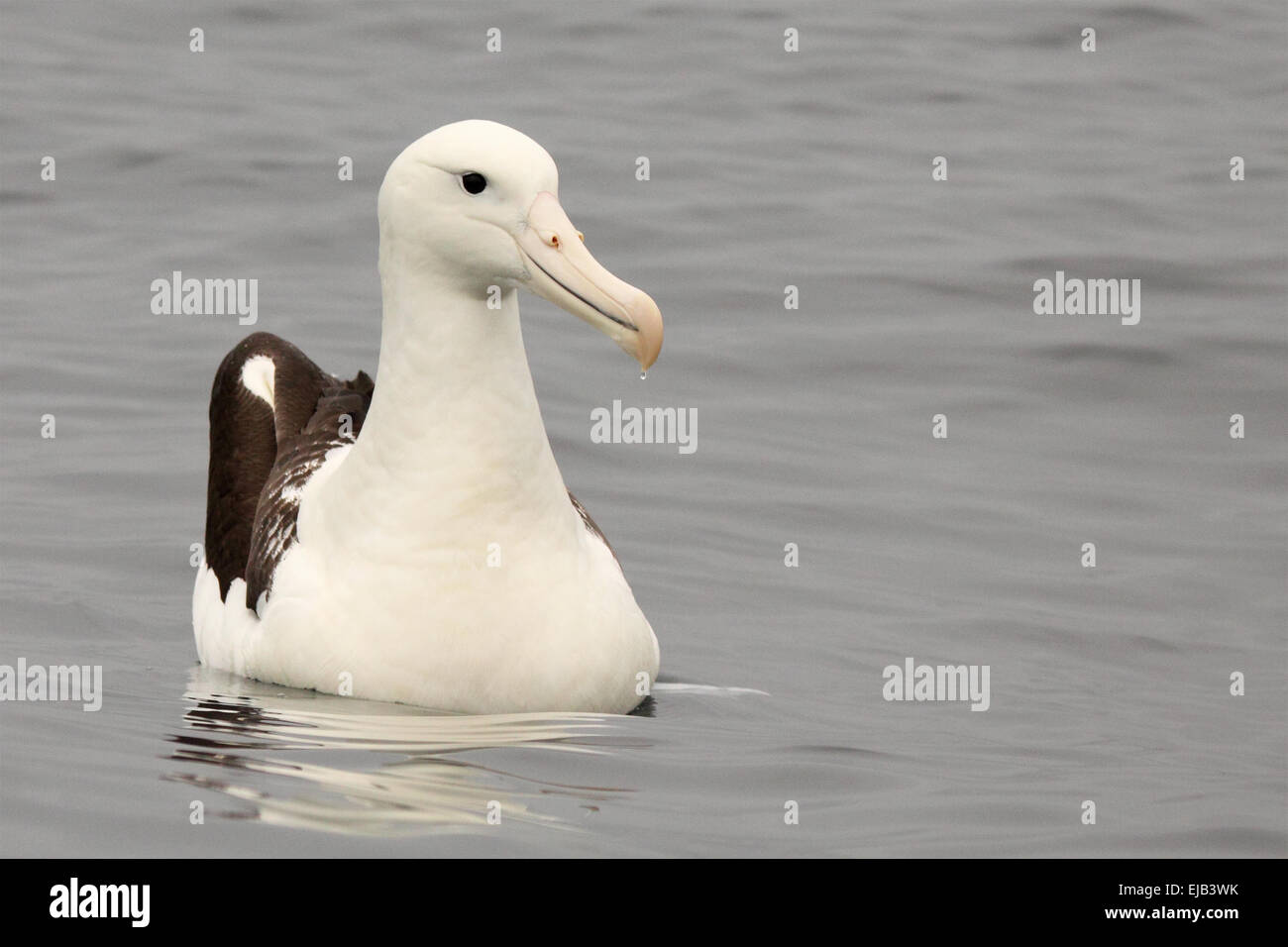 A Northern Royal Albatross approaching on the water Stock Photo - Alamy
