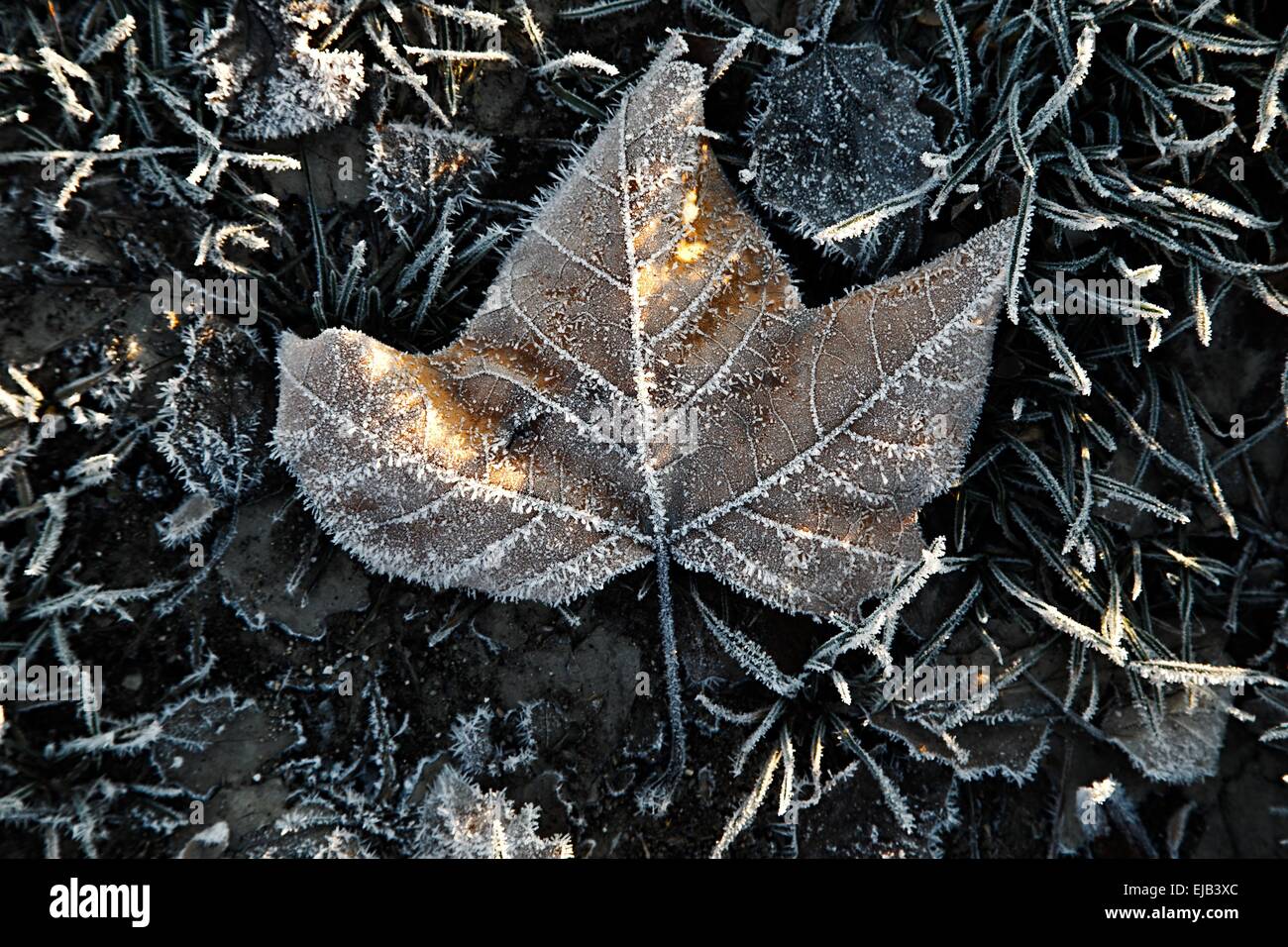 Cold leaf hi-res stock photography and images - Alamy