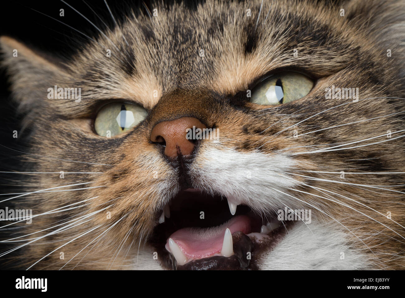 Meowing hi-res stock photography and images - Alamy