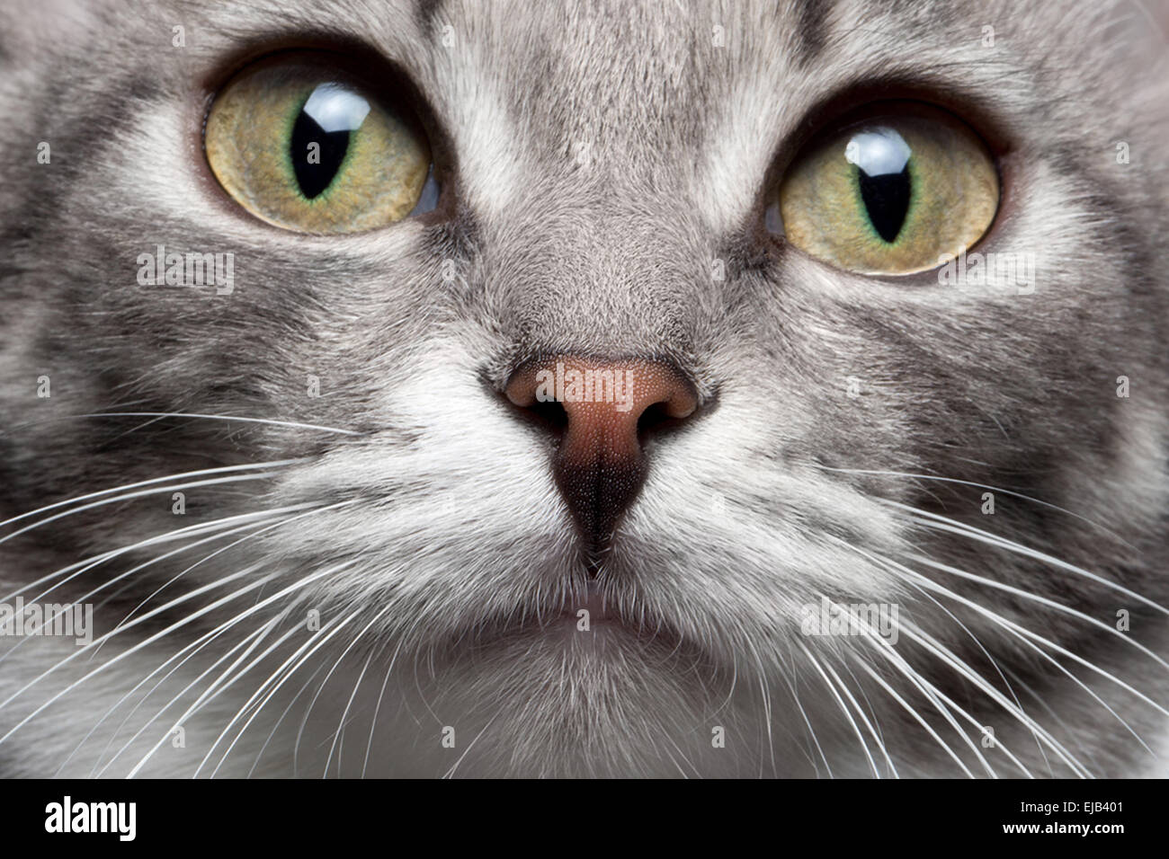 Closeup cat nose hi-res stock photography and images - Alamy