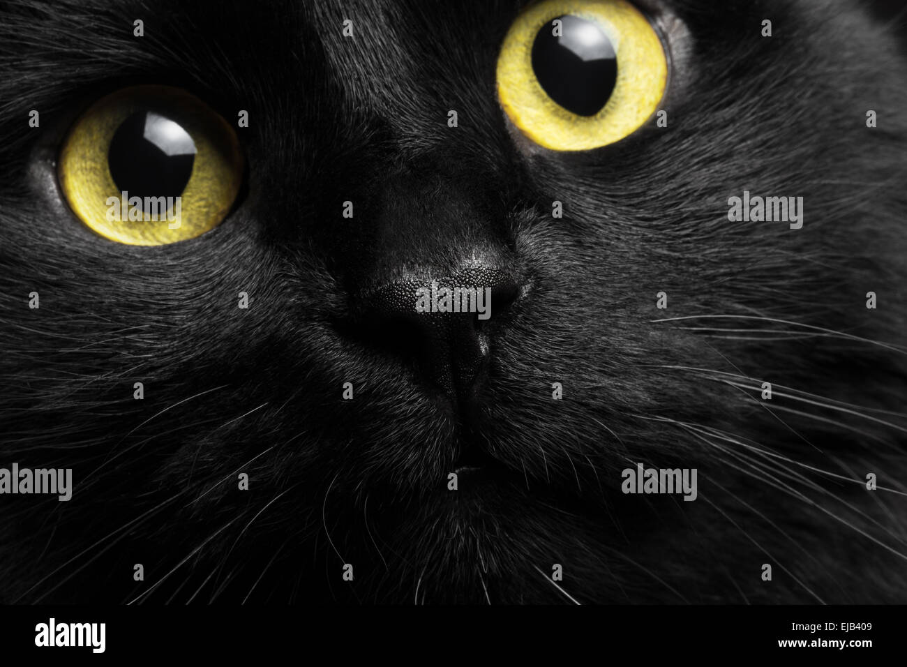 Close-up portrait black cat Stock Photo - Alamy