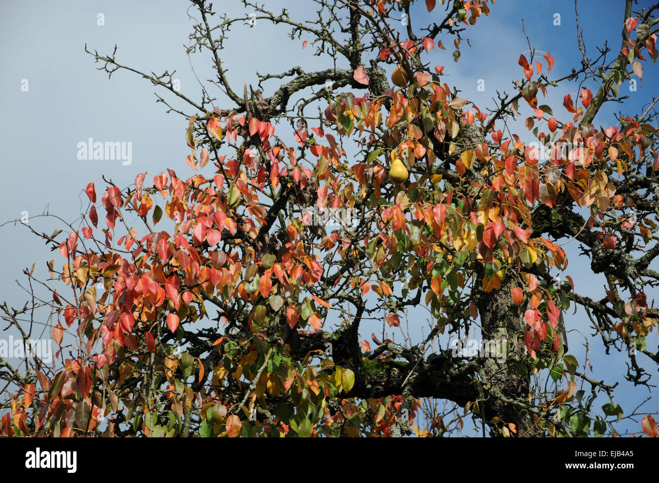 Pear tree in fall hi-res stock photography and images - Alamy