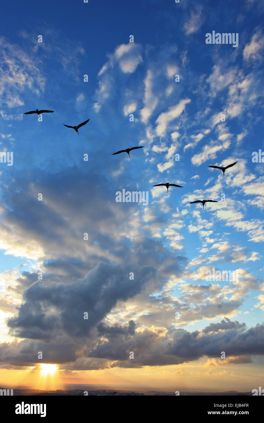 The Triangle flock of migratory birds Stock Photo - Alamy
