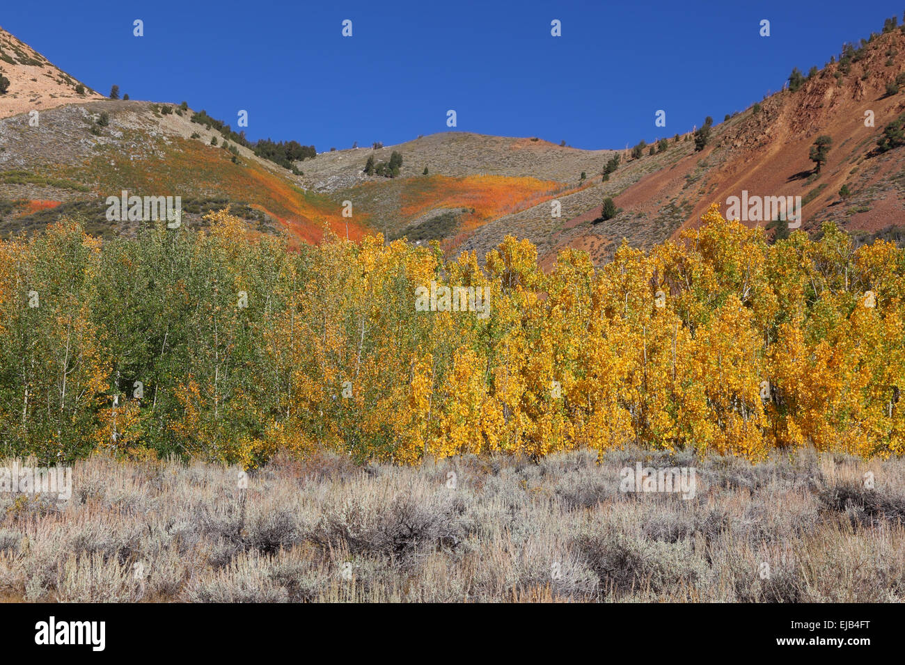 Bright autumn colors hi-res stock photography and images - Alamy