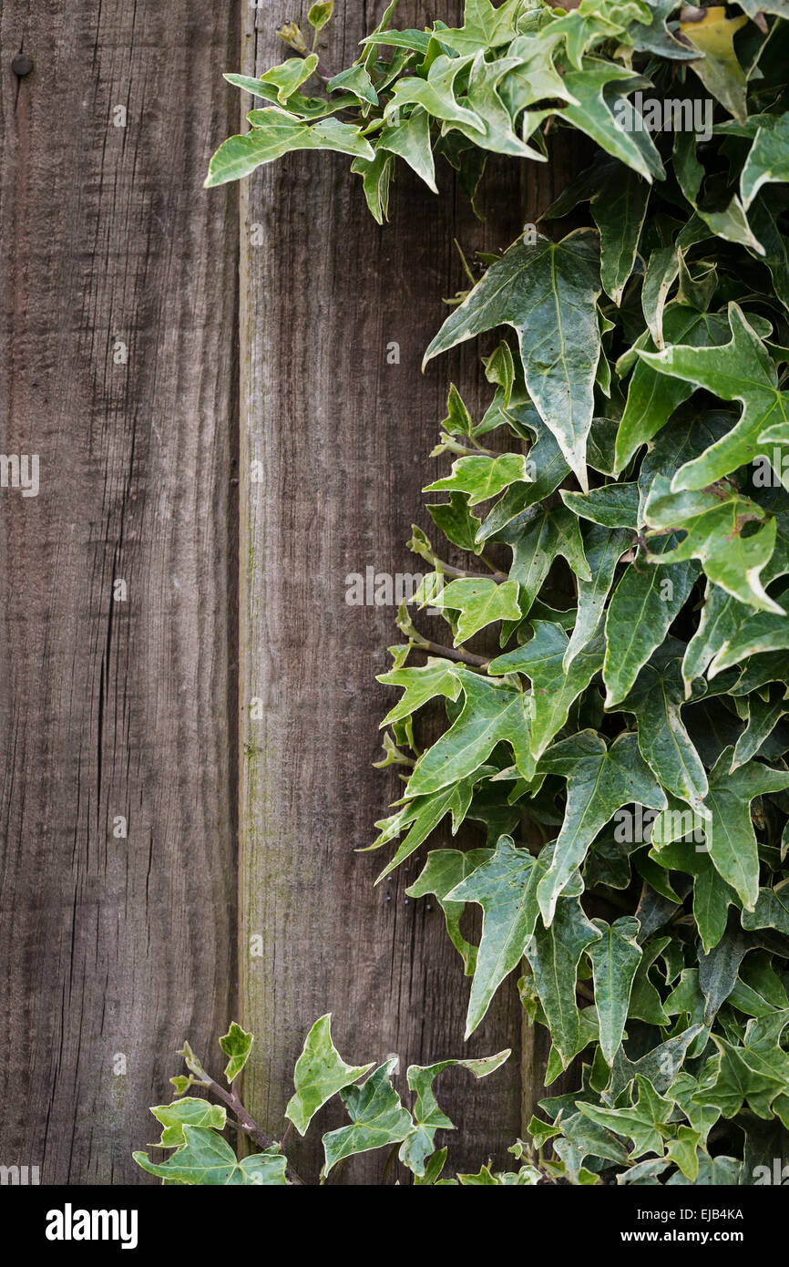 Wooden background with eve flower close up Stock Photo - Alamy