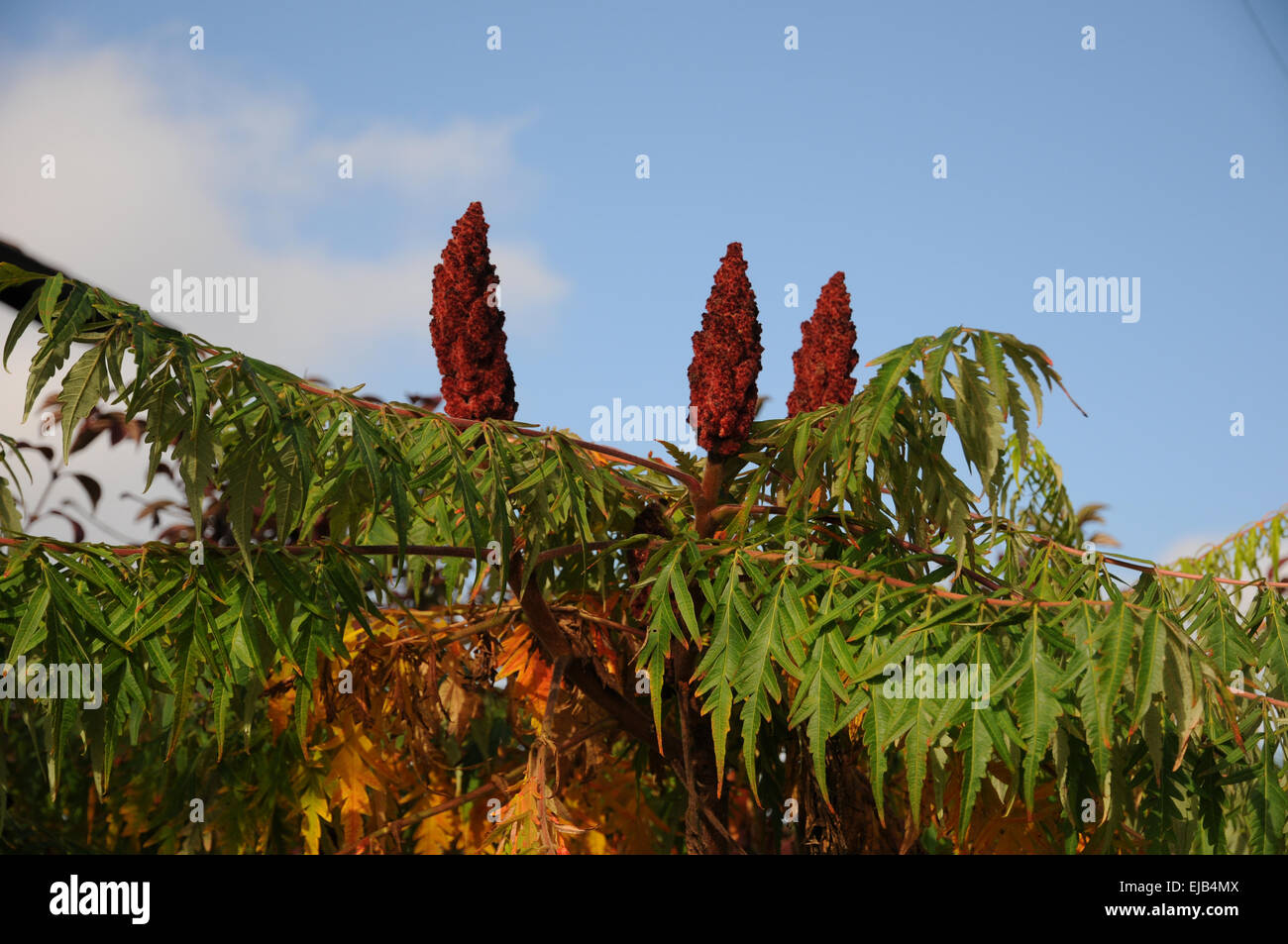 Sliced leaved hi-res stock photography and images - Alamy