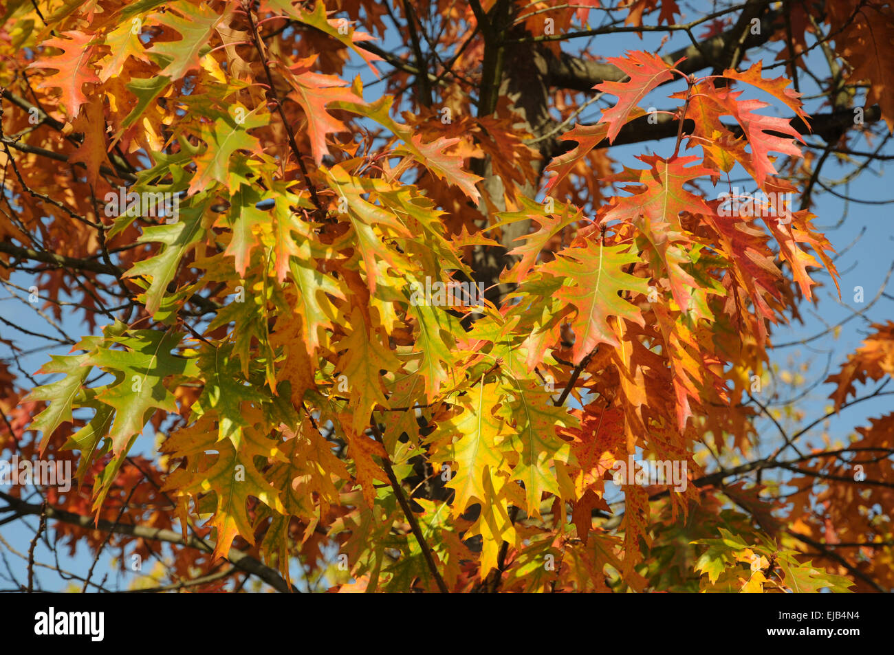 American red oak Stock Photo - Alamy