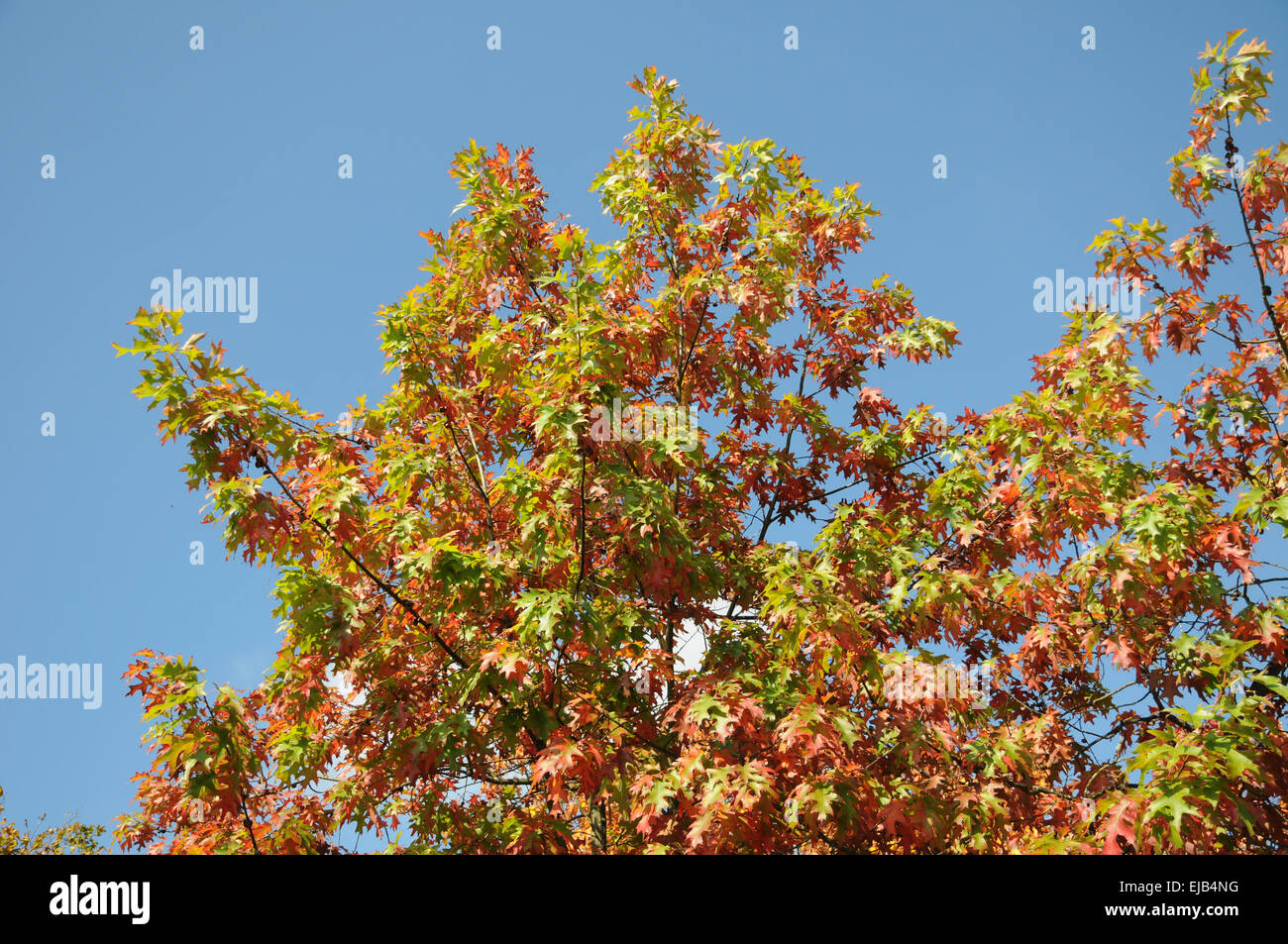 American red oak Stock Photo - Alamy