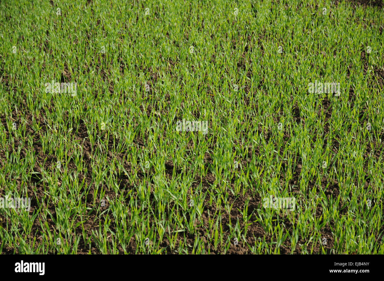 Bunt wheat hi-res stock photography and images - Alamy