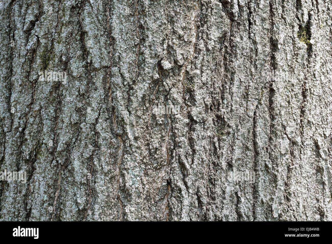 Background of tree bark Stock Photo - Alamy