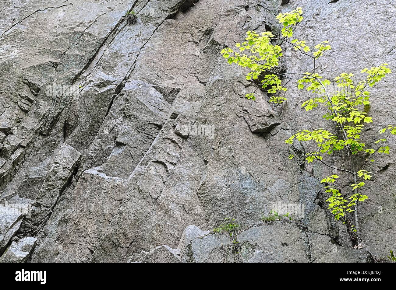 Tree splitting rock hi-res stock photography and images - Alamy