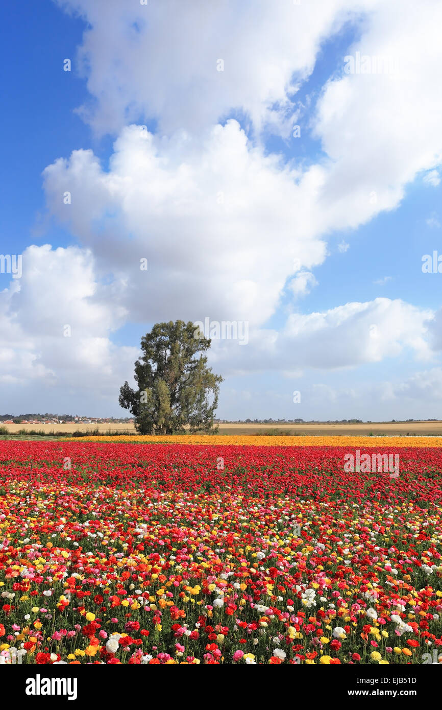 The huge cloud over the field Stock Photo - Alamy