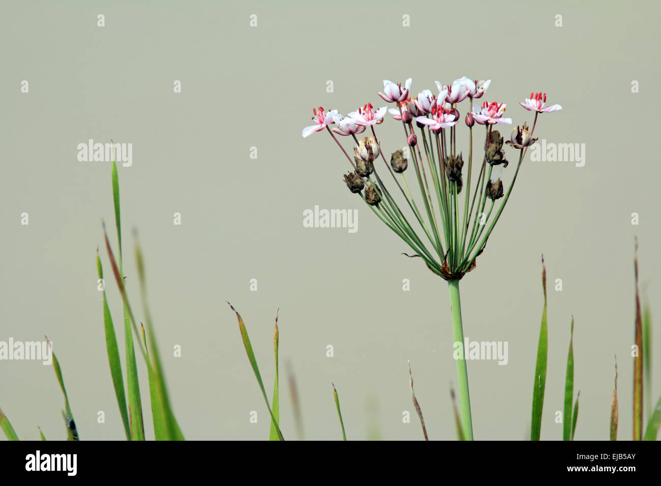 Flowering rush, Butomus umbellatus Stock Photo - Alamy