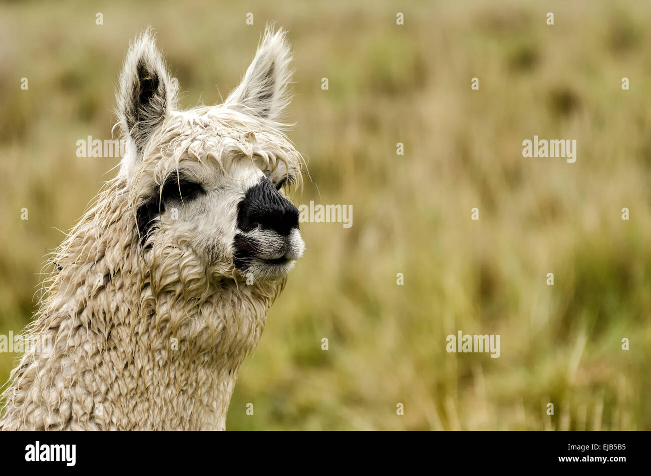 Lamas anden lamas alpakas lama hi-res stock photography and images - Alamy