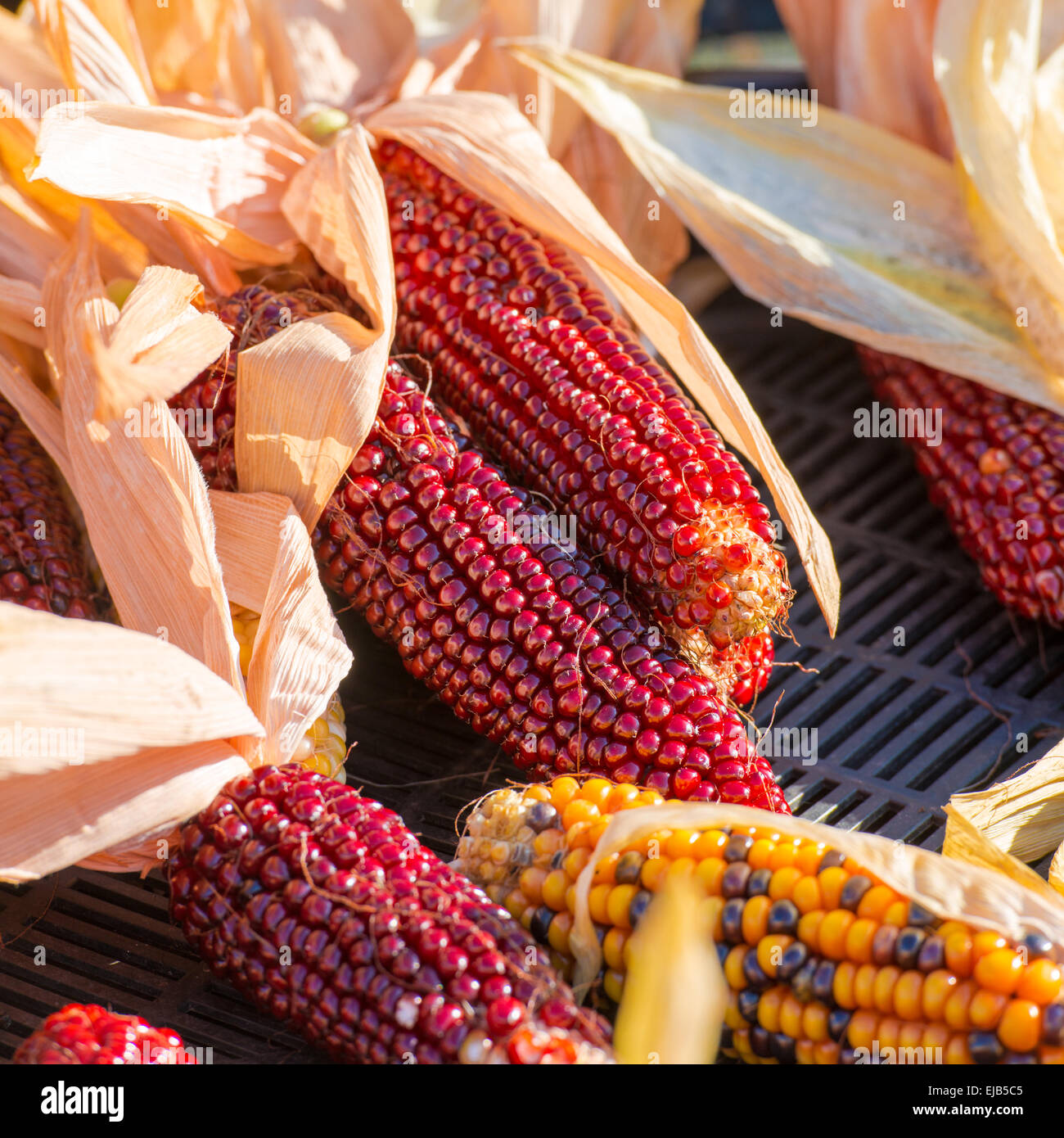 Maize farm south america hi-res stock photography and images - Alamy