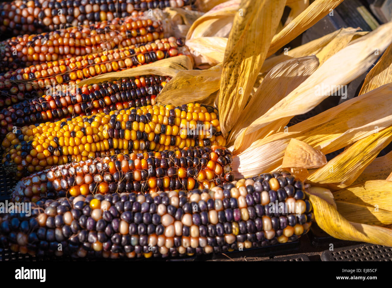 Colorful corn hi-res stock photography and images - Alamy