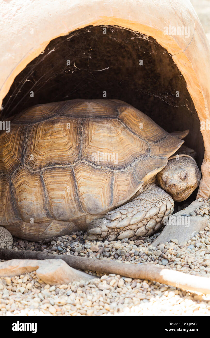 Galapagos tortoise sleeping hi-res stock photography and images - Alamy