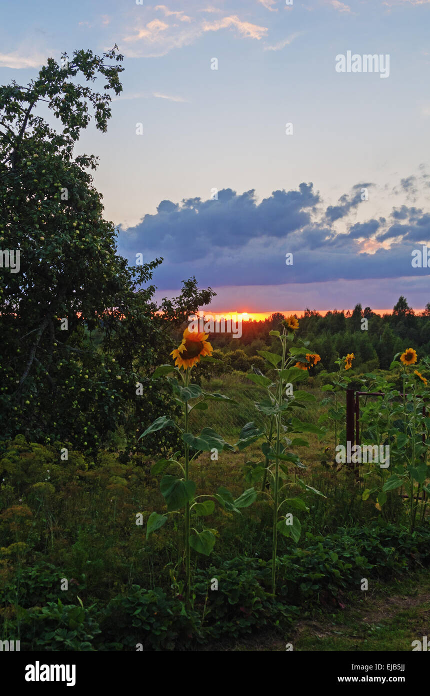 Orange sunset - rural landscape with sunflowers in garden Stock Photo ...