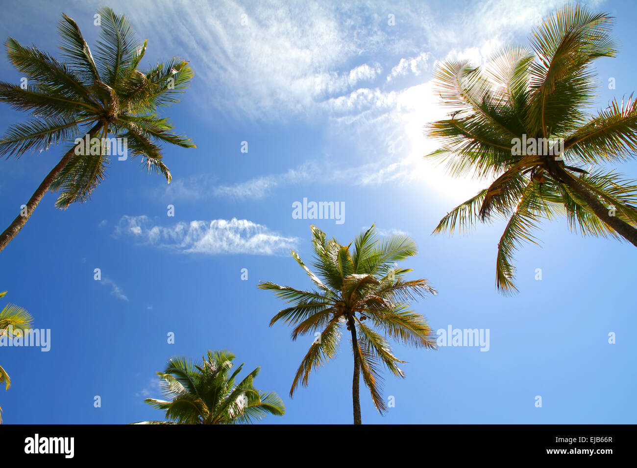 Tropica trees hi-res stock photography and images - Alamy
