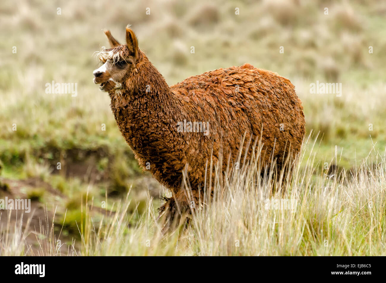 Lamas anden lamas alpakas lama hi-res stock photography and images - Alamy