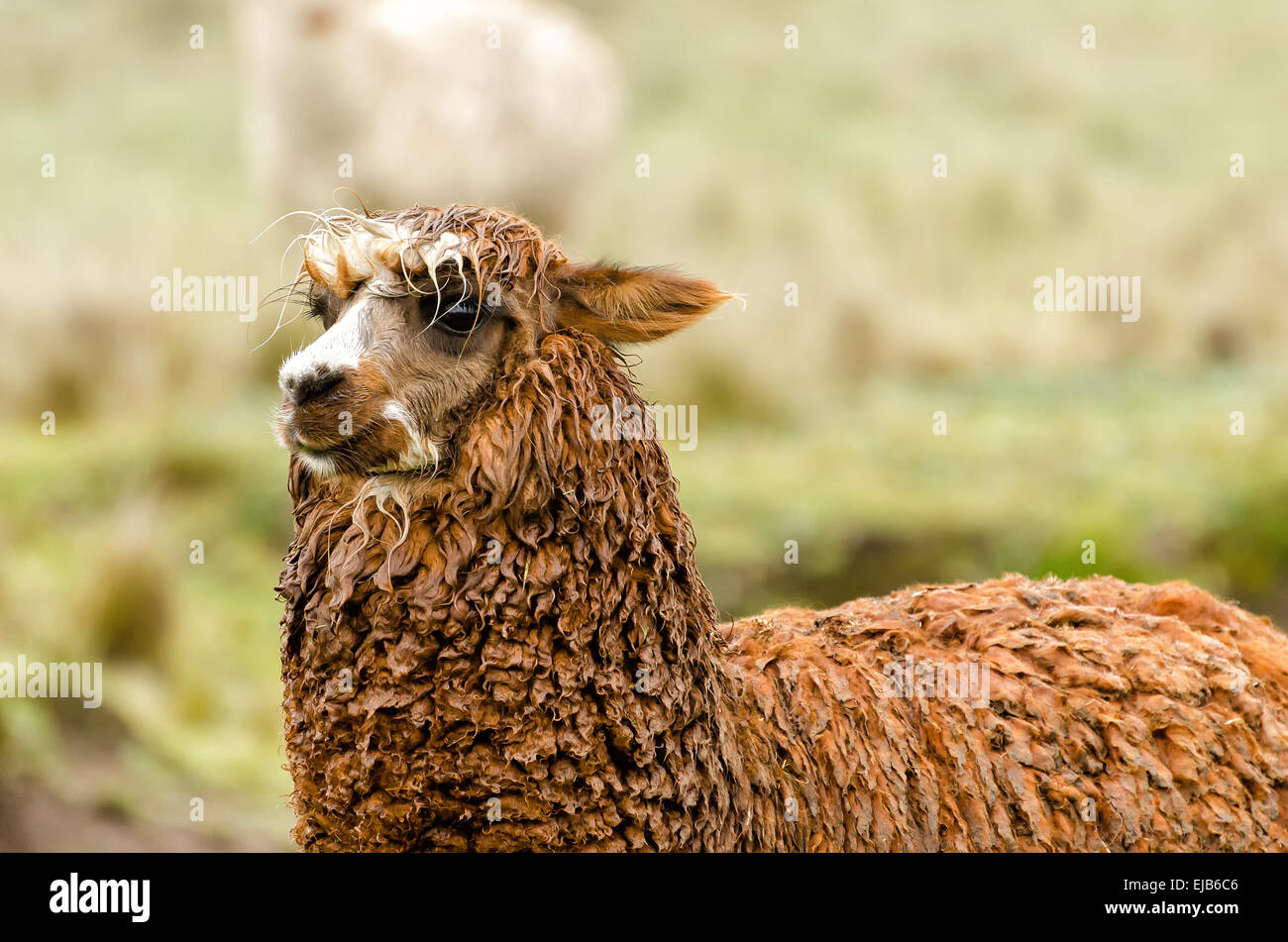 Lamas anden lamas alpakas lama hi-res stock photography and images - Alamy
