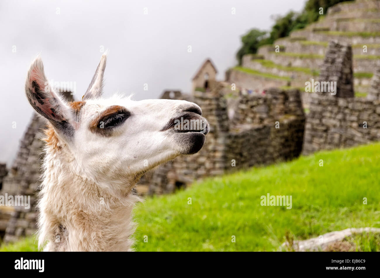 Llama in Machu Picchu Stock Photo - Alamy