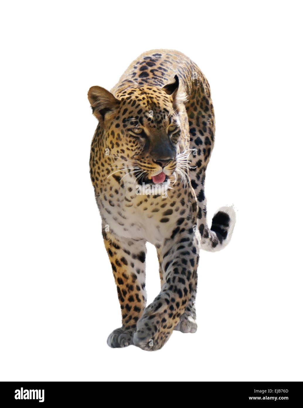 Leopard portrait art hi-res stock photography and images - Alamy