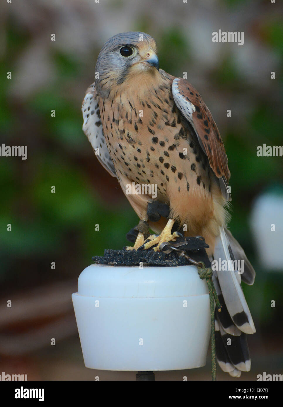 Beautiful kestrel hi-res stock photography and images - Alamy