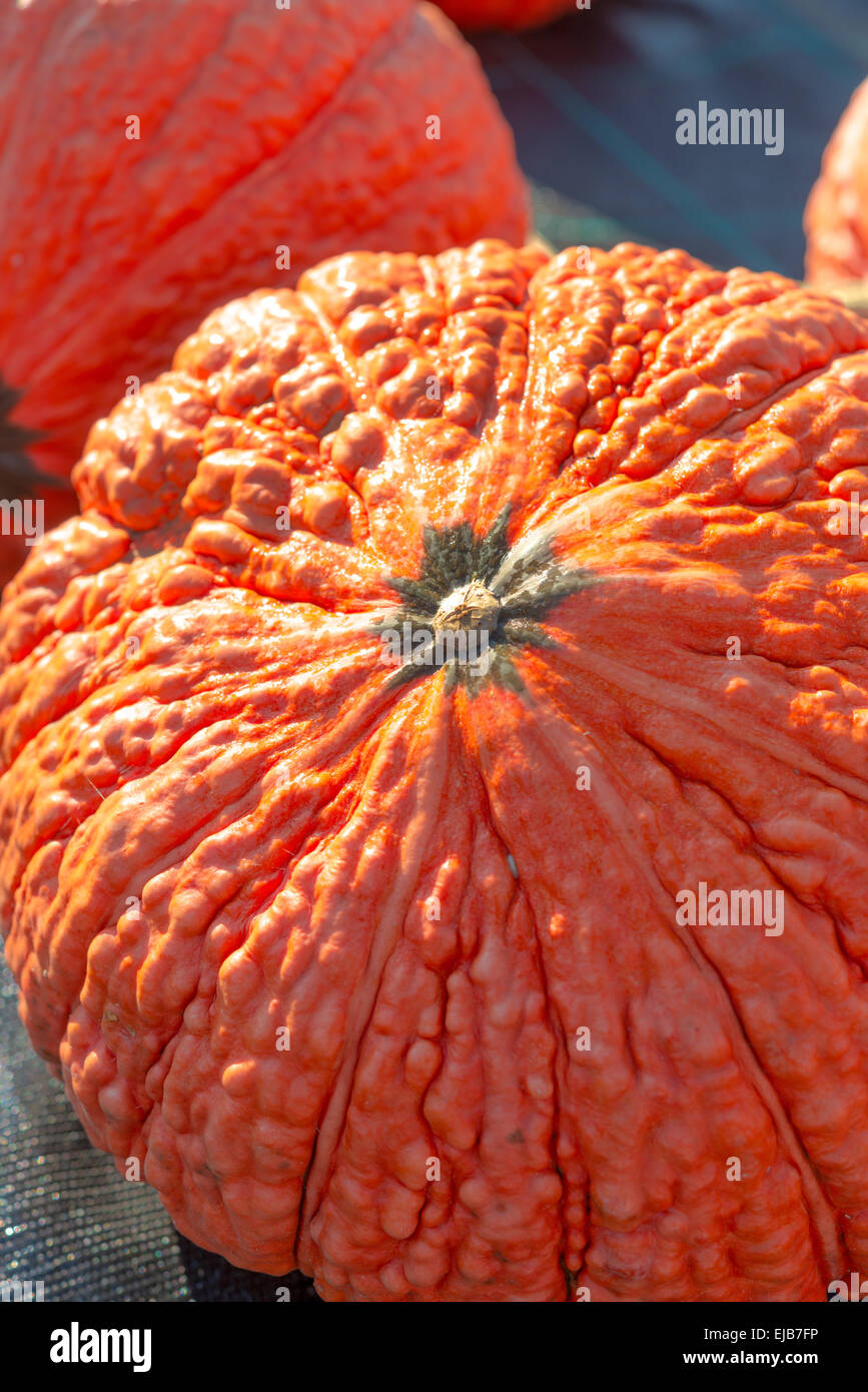 Indian pumpkin hi-res stock photography and images - Alamy