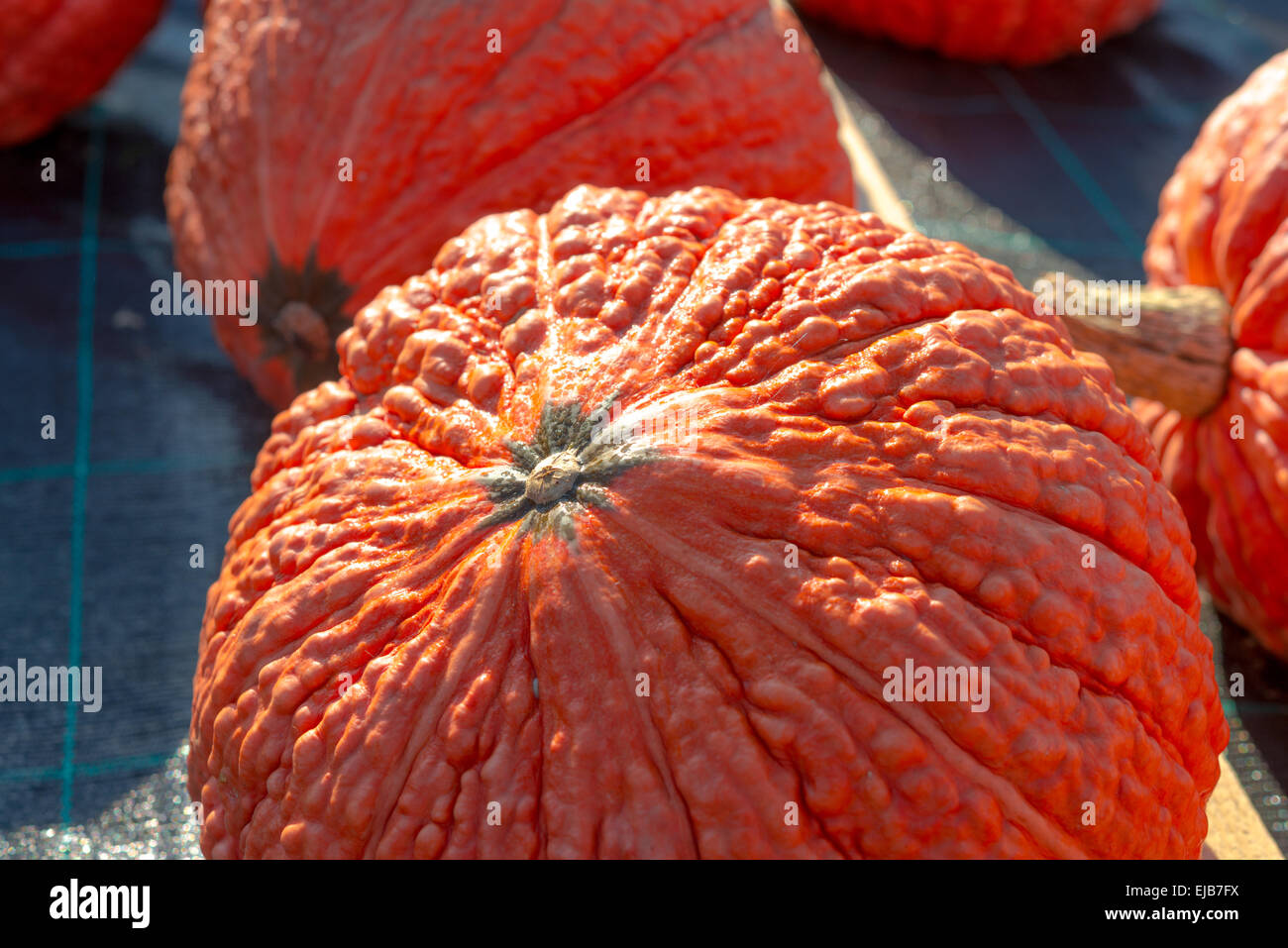Indian pumpkin patch hi-res stock photography and images - Alamy