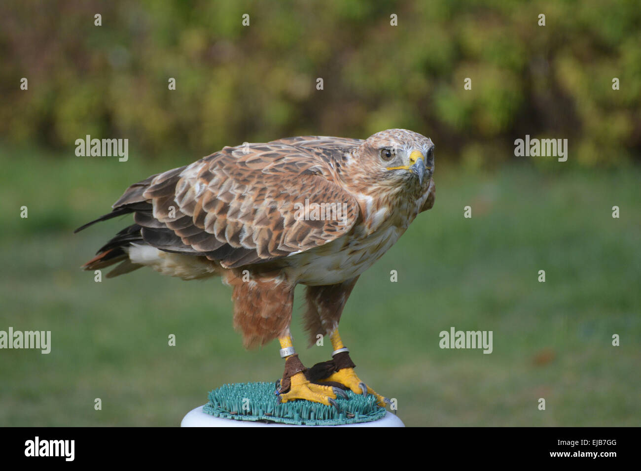 Bussard hi-res stock photography and images - Alamy