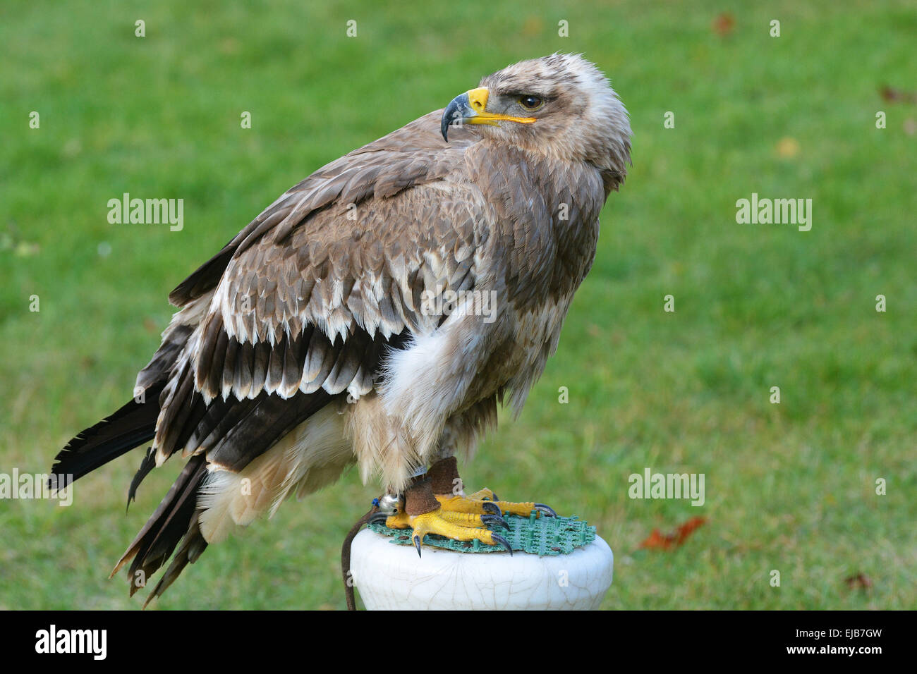 Steppe Eagle in german falconry Potsdam Stock Photo - Alamy