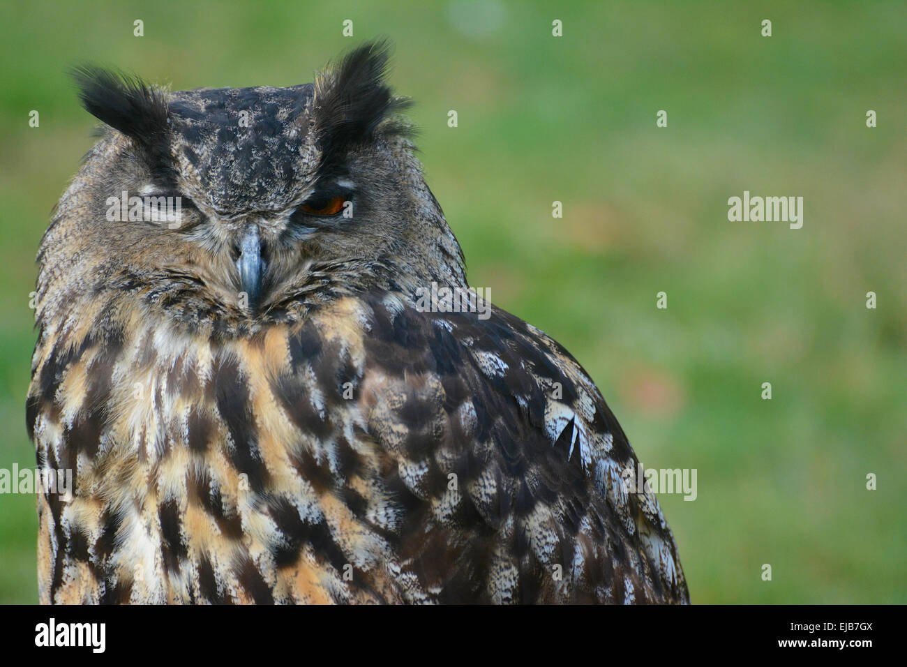 Pretty owl hi-res stock photography and images - Alamy