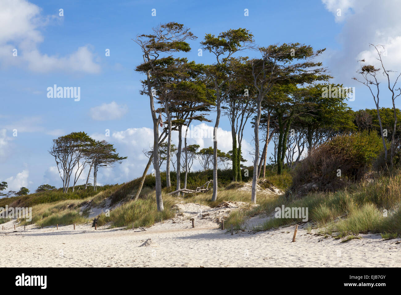 Windflüchter on the western beach Stock Photo - Alamy