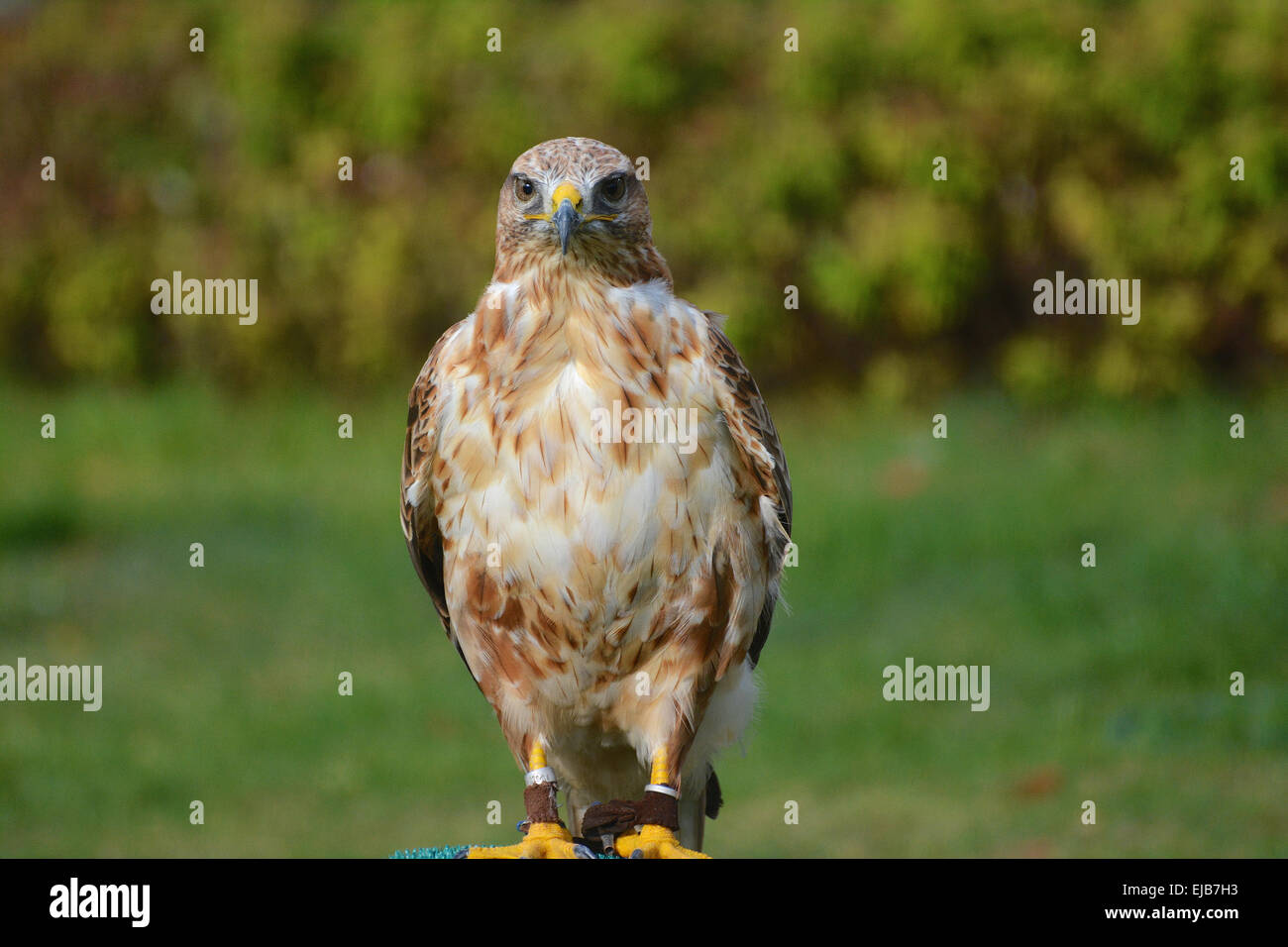 Greifvogel bussard hi-res stock photography and images - Alamy