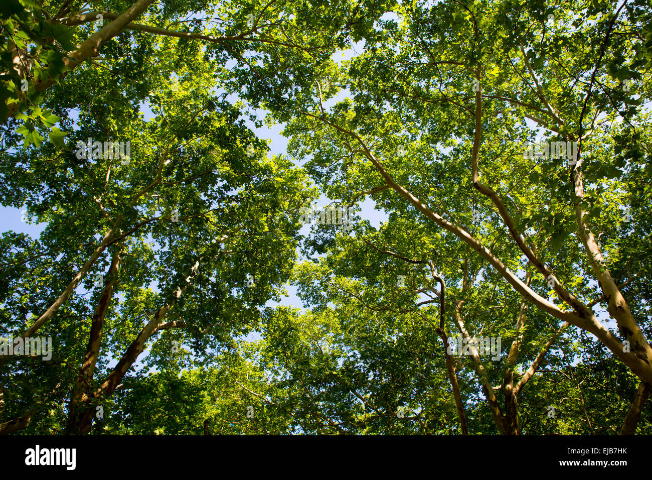 Trees in the sunlight Stock Photo - Alamy