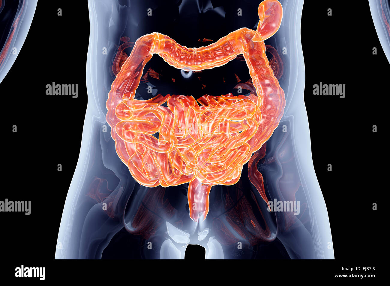 Male Intestines Stock Photos & Male Intestines Stock Images - Alamy