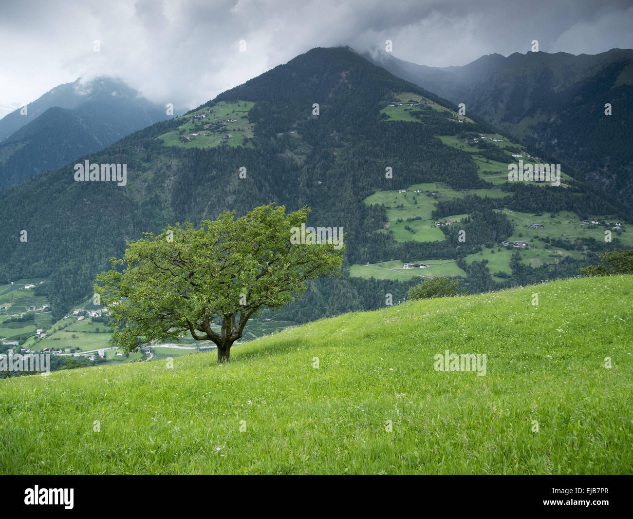 single tree on the alpine pasture Stock Photo - Alamy