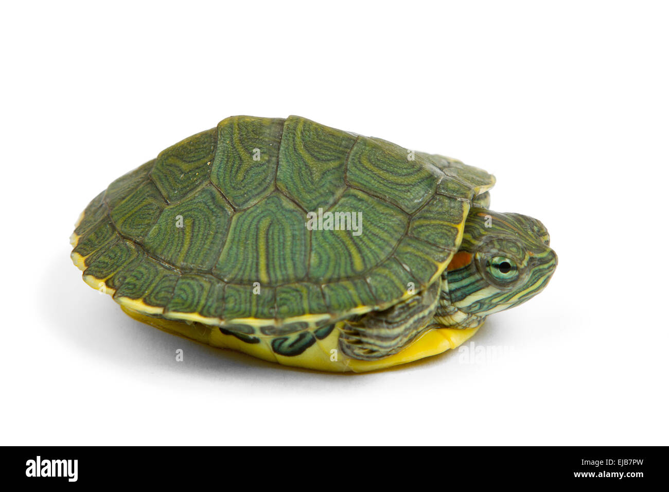Calm turtle hi-res stock photography and images - Alamy