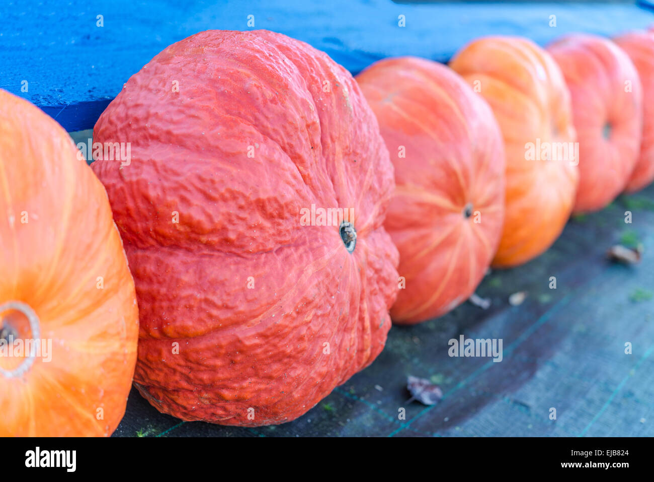 Indian Pumpkin Patch High Resolution Stock Photography and Images - Alamy
