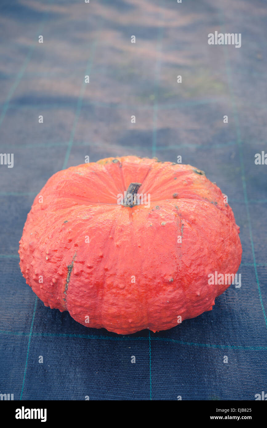 Indian pumpkin patch hi-res stock photography and images - Alamy