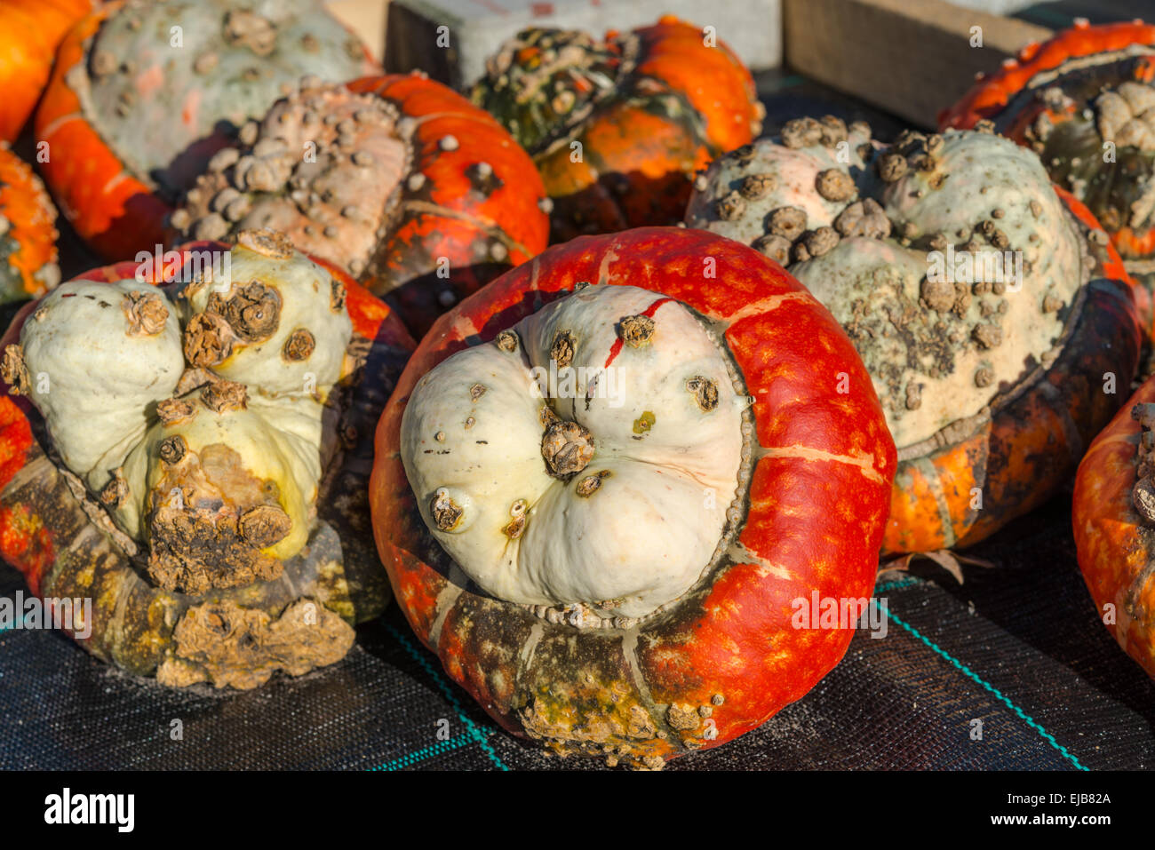 Turk turban squash hi-res stock photography and images - Alamy