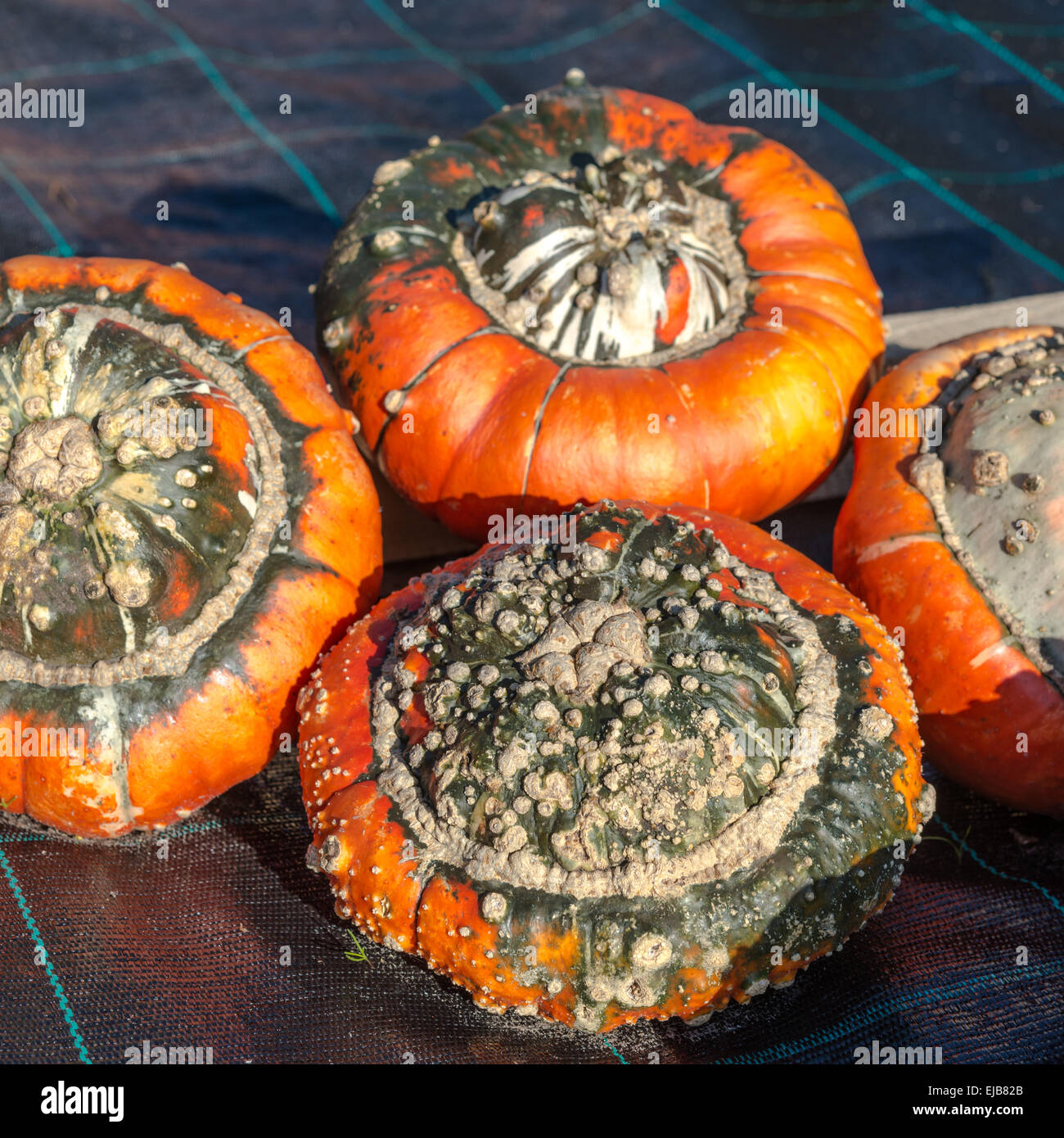 Turban ornament hi-res stock photography and images - Alamy