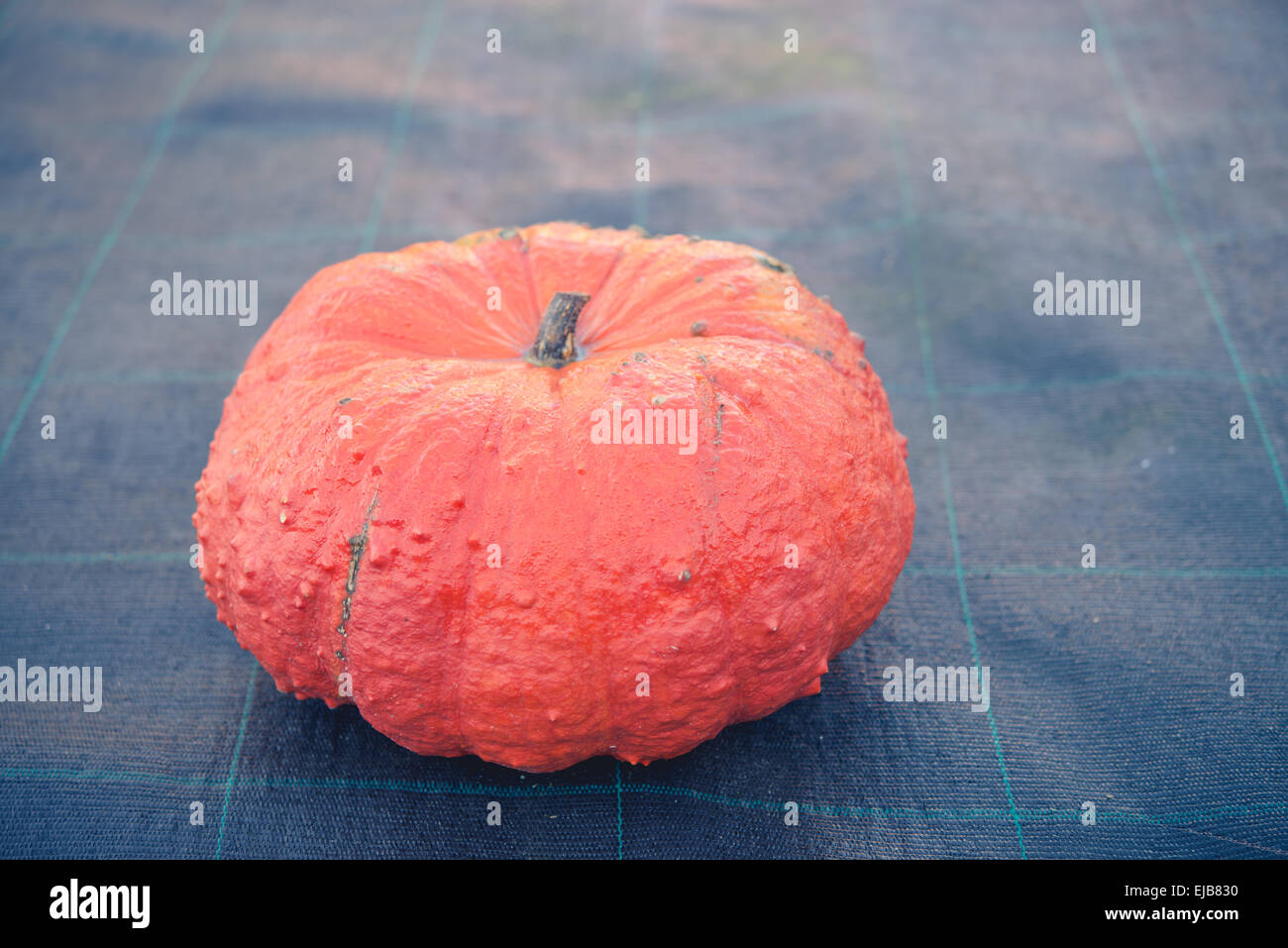 Indian pumpkin hi-res stock photography and images - Alamy