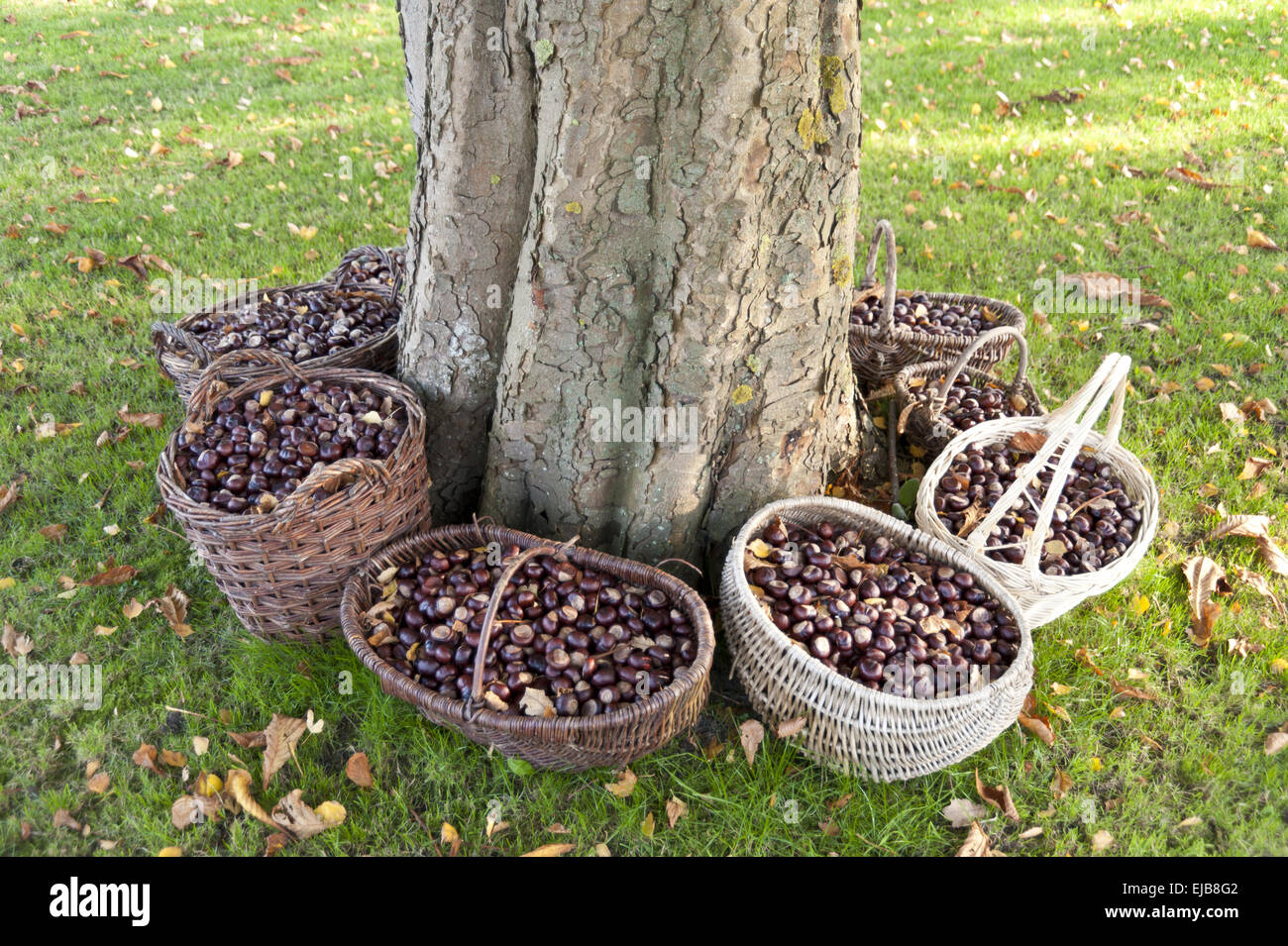 Kastanien baum herbst hi-res stock photography and images - Alamy
