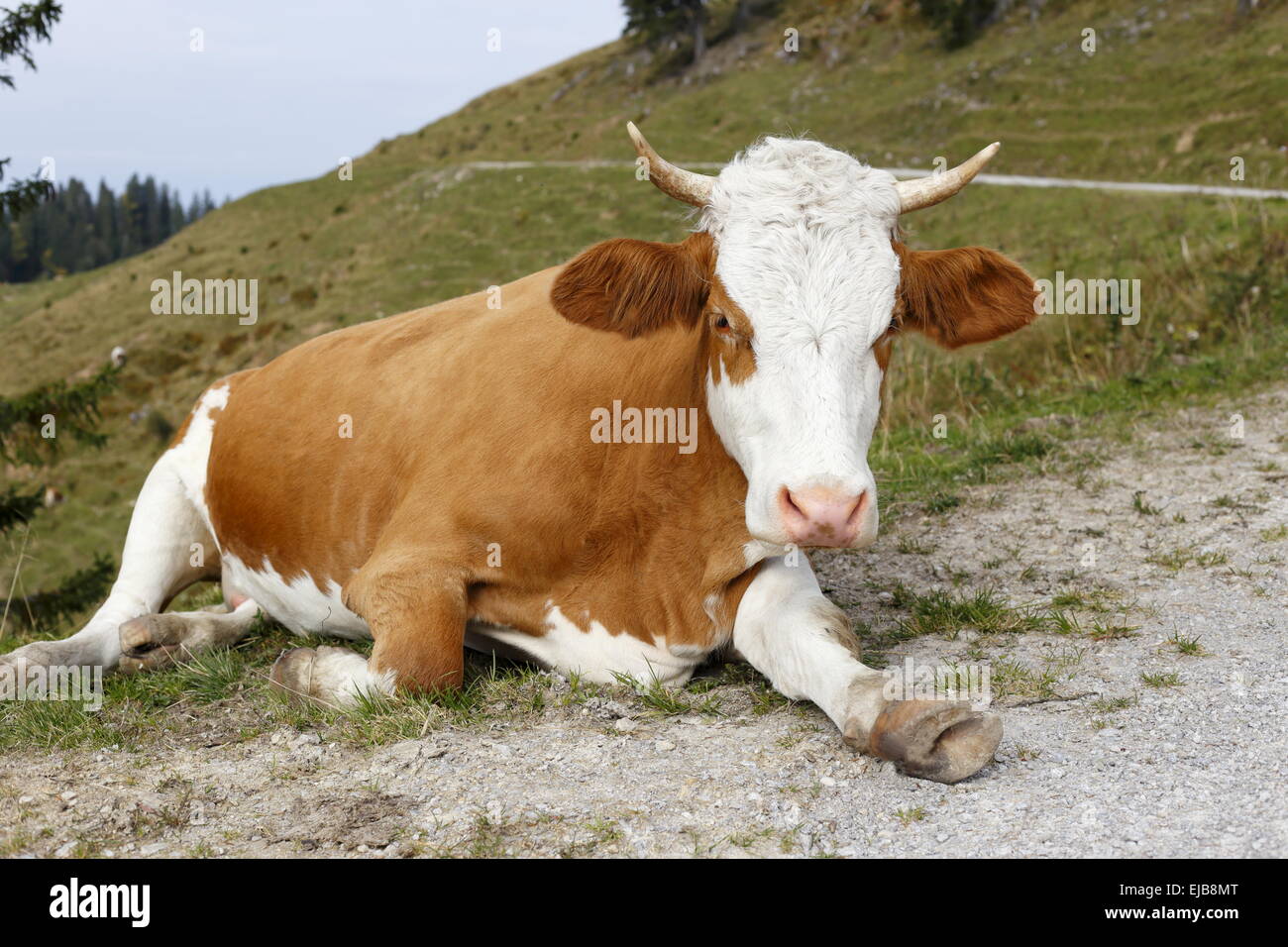 Cow feet hi-res stock photography and images - Alamy